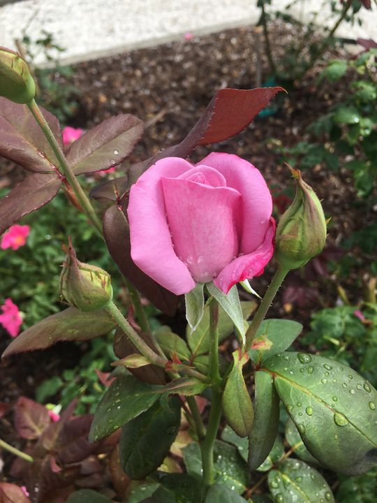 A Blossoming Rose - KRose - Photography, Flowers, Plants, & Trees ...