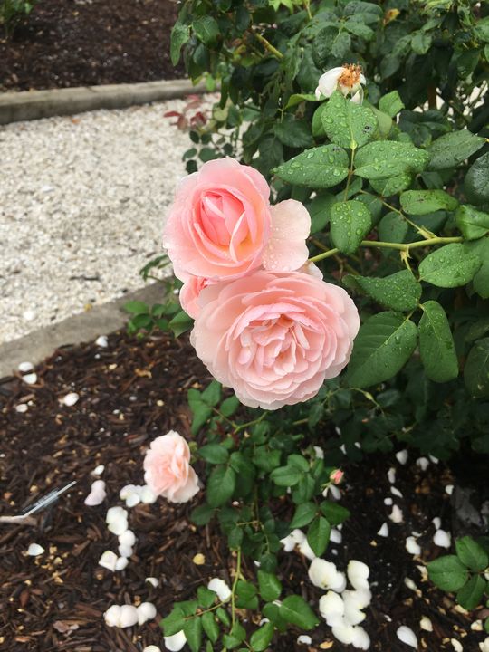 KRose - Photography, Drawings & Illustration