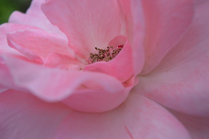 Pink Rose No 1 - Timeless Art On Canvas - Photography, Flowers, Plants ...