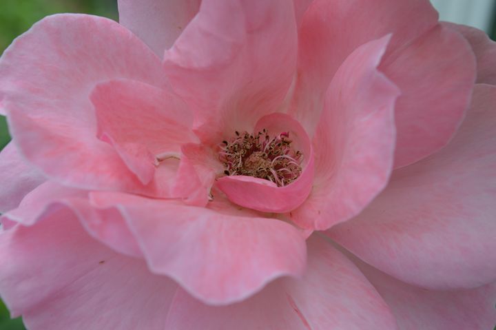 Pink Rose No.2 - Timeless Art On Canvas - Photography, Flowers, Plants ...