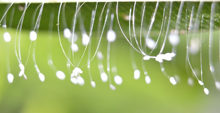 Strings of Insects - Timeless Art On Canvas - Photography, Animals ...