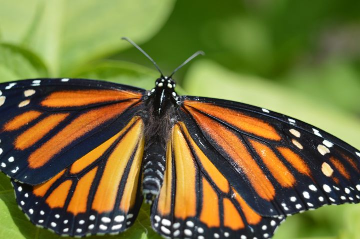 Butterfly in flight No. 3 - Timeless Art On Canvas - Photography ...