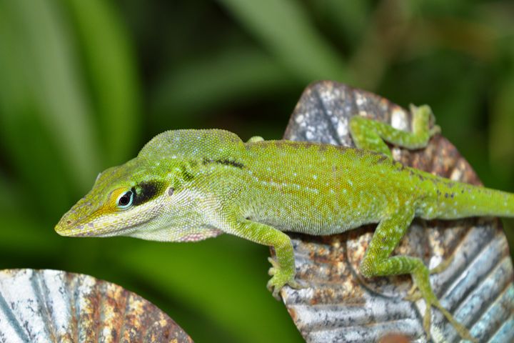 Lizard in Full View - Timeless Art On Canvas - Photography, Animals ...