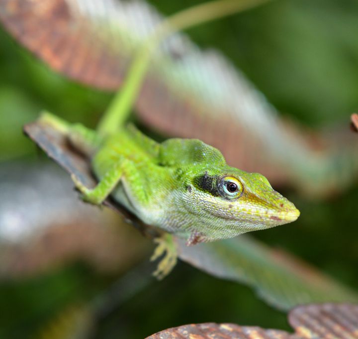 Lizard in Full View No. 2 - Timeless Art On Canvas - Photography ...