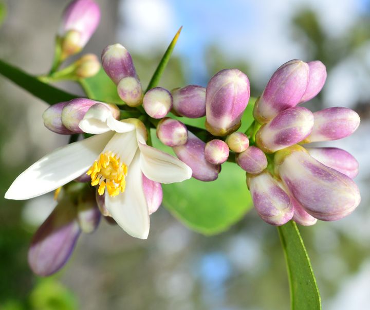 Lemon Blossoms - Timeless Art On Canvas - Photography, Flowers, Plants ...