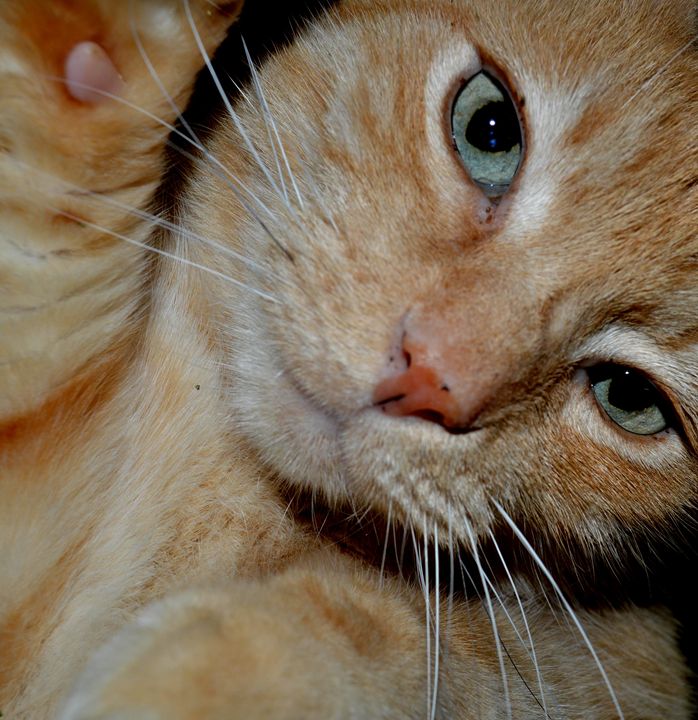 CATNIP...HI - Timeless Art On Canvas - Photography, Animals, Birds ...