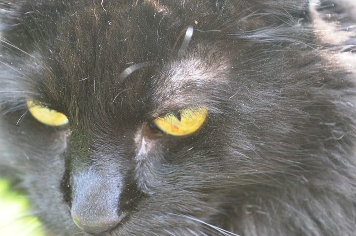 Black Cat no. 3 - Timeless Art On Canvas - Photography, Still Life ...