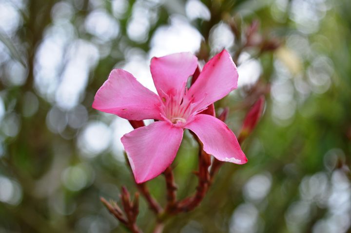 Buy Oleander, Plants, Flowers, Plants, & Trees at ArtPal