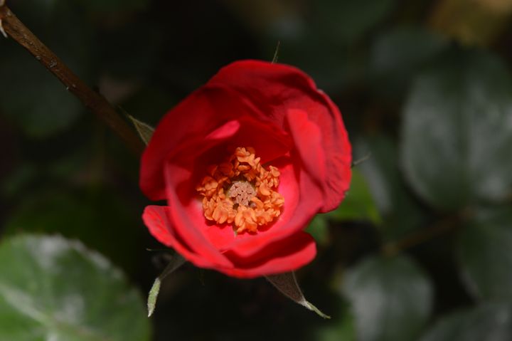 Red Rose Opening No. 2 in color - Timeless Art On Canvas - Photography ...