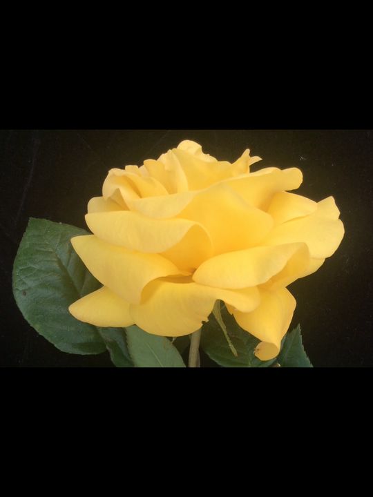 YELLOW SOLO ROSE;FRAMED - ECLECTIC ART - Photography, Flowers, Plants ...