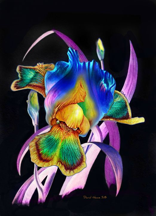 Inner Glow - David Neace CPX - Drawings & Illustration, Flowers, Plants ...