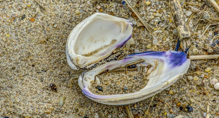 Clam in the Sand - Joe Campbell's Photo Art Gallery - Photography ...