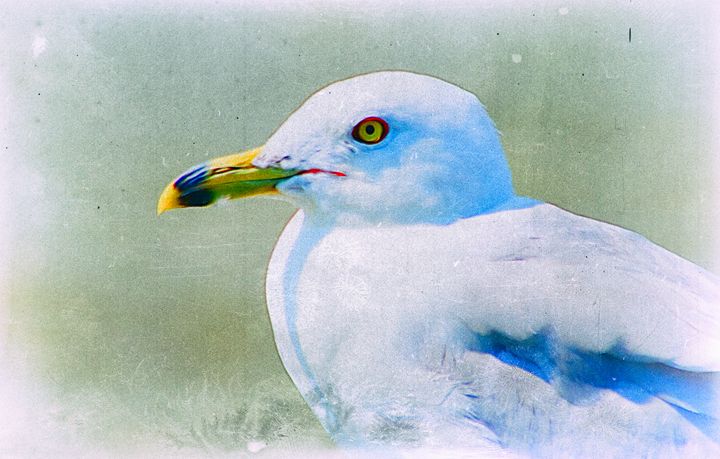 Gull - Joe Campbell's Photo Art Gallery - Digital Art & AI, Animals ...