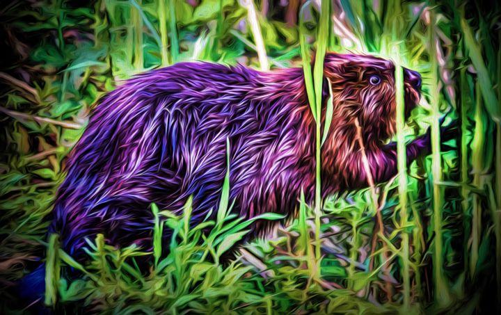 Beaver in the Reeds - Joe Campbell's Photo Art Gallery - Photography ...