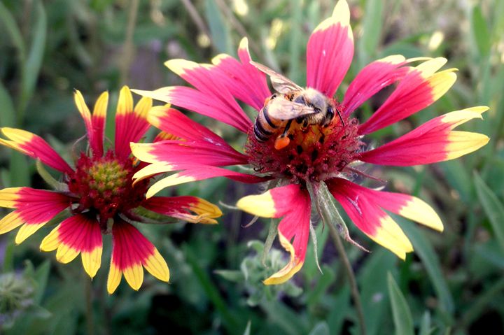 Pollination Series #1 - Clearview237 - Photography, Flowers, Plants ...