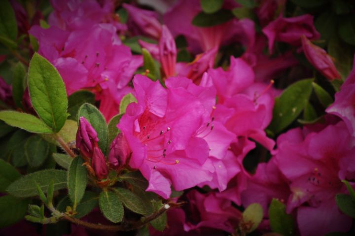 Azaleas In Bloom - Art By Christina - Photography, Flowers, Plants ...