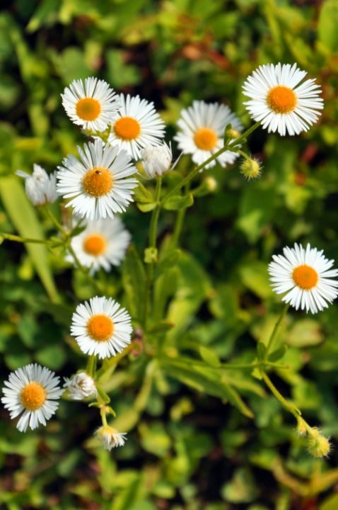 Dainty - Art By Christina - Photography, Flowers, Plants, & Trees ...