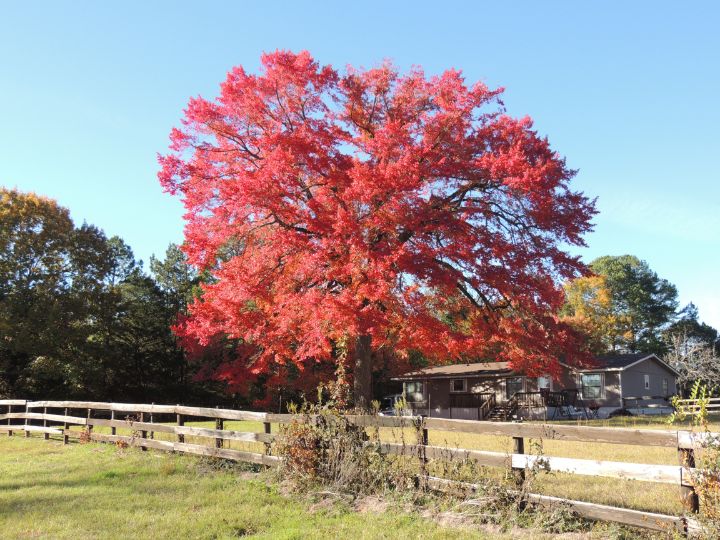 Majestic Red Tree - Images of Nature - Photography, Landscapes & Nature ...