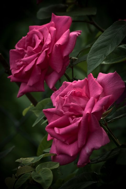 Pink Rose - Erik's Imaging - Photography, Flowers, Plants, & Trees ...