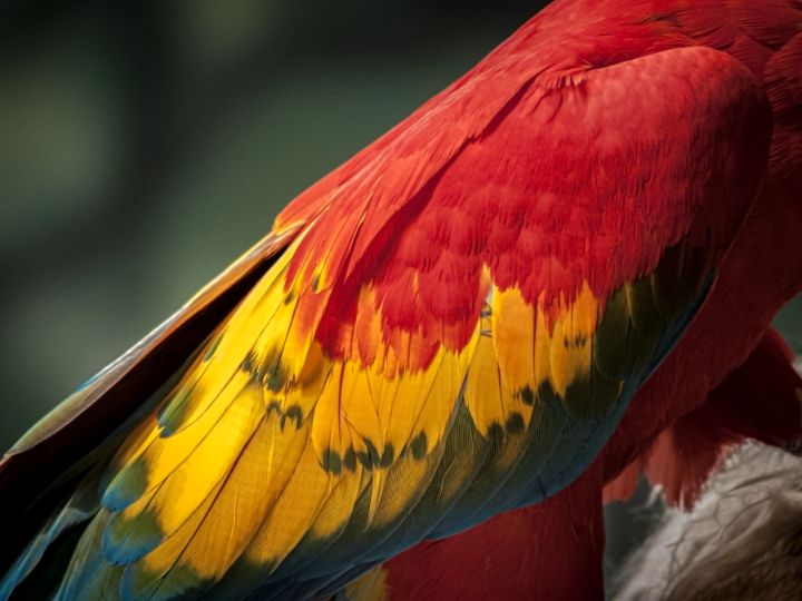 Macaw's Colors - Erik's Imaging - Photography, Animals, Birds, & Fish ...