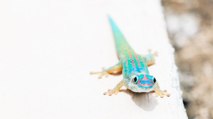 Colorful gecko - Pascal F - Photography, Animals, Birds, & Fish ...