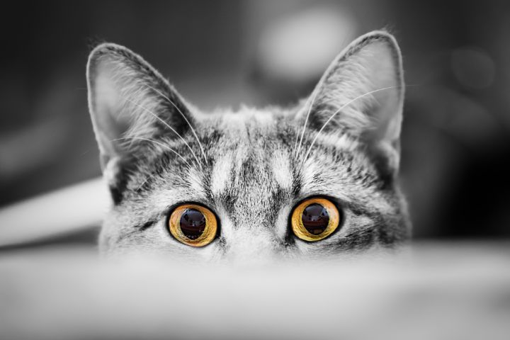 I see you - Pascal F - Photography, Animals, Birds, & Fish, Cats ...