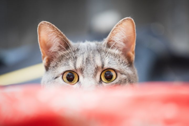 Playful cat - Pascal F - Photography, Animals, Birds, & Fish, Cats ...