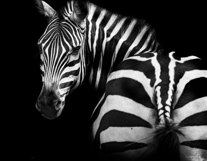 Zebra - Pascal F - Photography, Animals, Birds, & Fish, Zebras - ArtPal