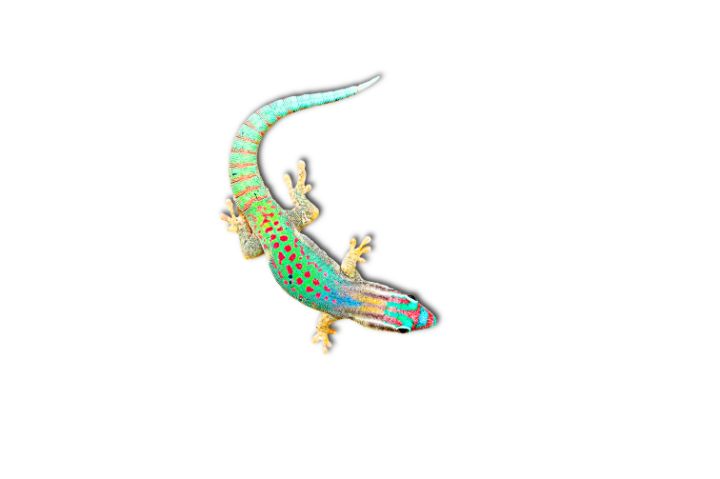 Colorful gecko - no background - Pascal F - Photography, Animals, Birds ...