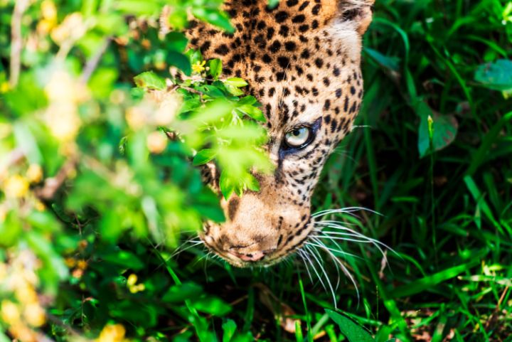 Eye of the predator - Pascal F - Photography, Animals, Birds, & Fish ...