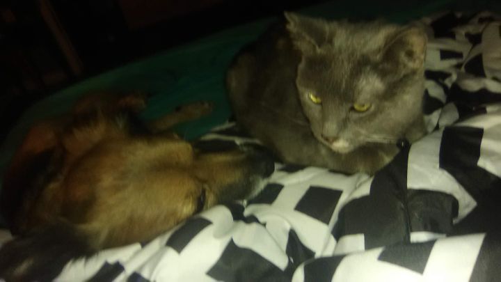 Cat vs dog - Kris - Photography, Animals, Birds, & Fish, Cats & Kittens ...