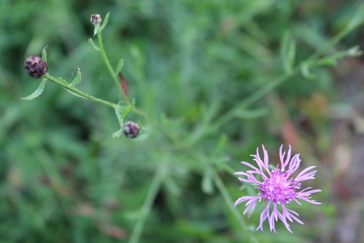 Odd Wild Flower - Angela Ennis - Photography, Flowers, Plants, & Trees ...