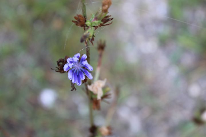 Purple Wild Flower - Angela Ennis - Photography, Flowers, Plants ...