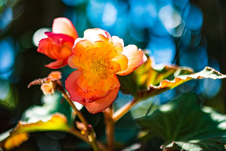 Beautiful Begonia - Amelia Painter Photography - Photography, Flowers ...