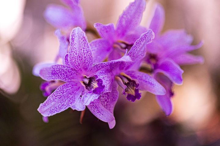Lavender Orchid - Amelia Painter Photography - Photography, Flowers, Plants, & Trees, Flowers ...