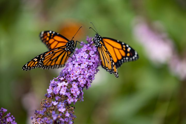 Monarchs on Butterfly Bush - Amelia Painter Photography - Photography ...