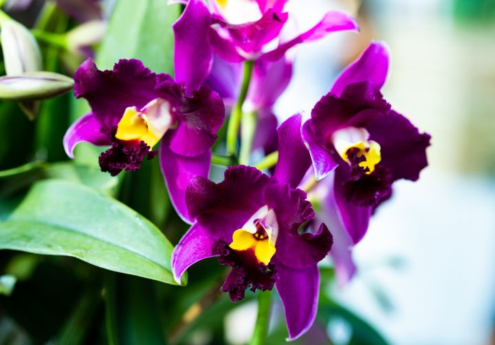 Purple Cattleya trianae in Bloom - Amelia Painter Photography ...