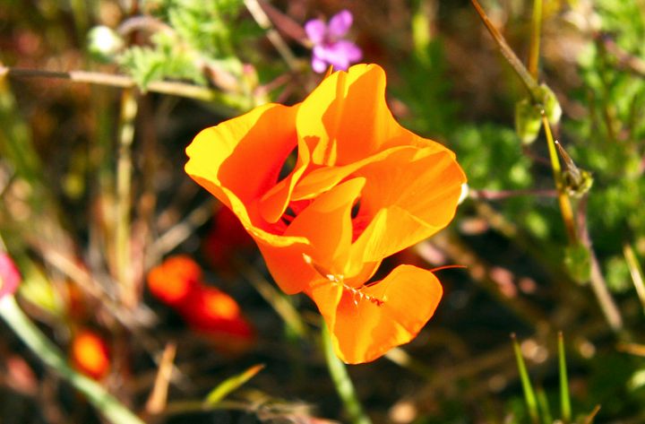 Wild Orange Poppy - Amelia Painter Photography - Photography ...