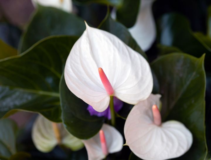White Anthurium - Amelia Painter Photography - Photography, Flowers ...