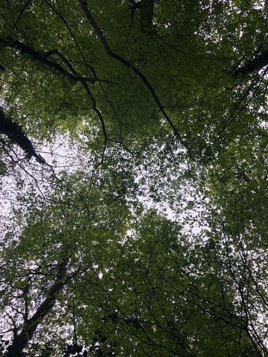 Look Up Tree - Jessica Vliet - Photography, Landscapes & Nature ...