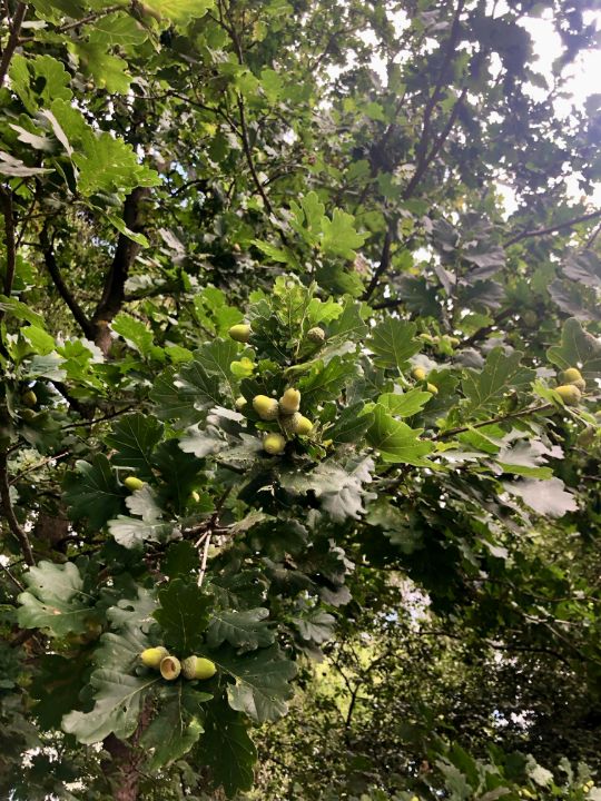 Acorn Tree - Jessica Vliet - Photography, Landscapes & Nature, Forests ...