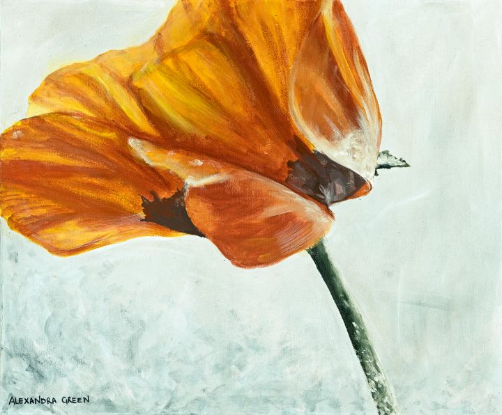 Poppy V - ADivis Art - Paintings & Prints, Flowers, Plants, & Trees ...