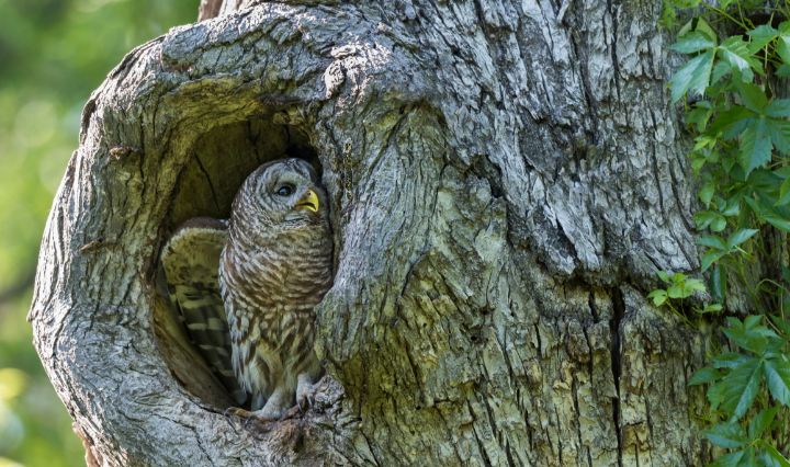Focused Gaze - Puttaswamy Ravishankar - Photography, Animals, Birds ...