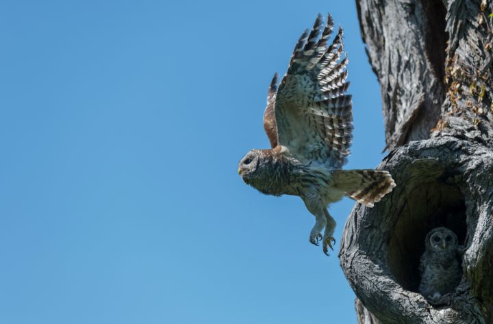 Mama barred Owl getting ready - Puttaswamy Ravishankar - Photography ...