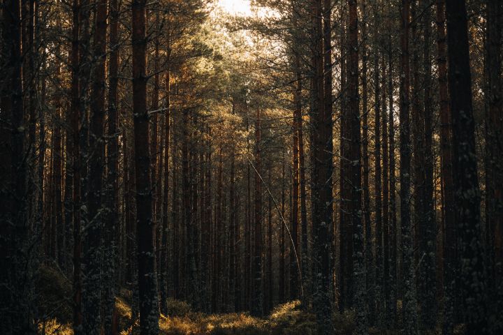 Warm Forest light - Create inspire explore media - Photography ...