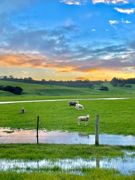 Sheep Grazing Over Green Pastures - Anastasia Soul Gypsy - Photography ...