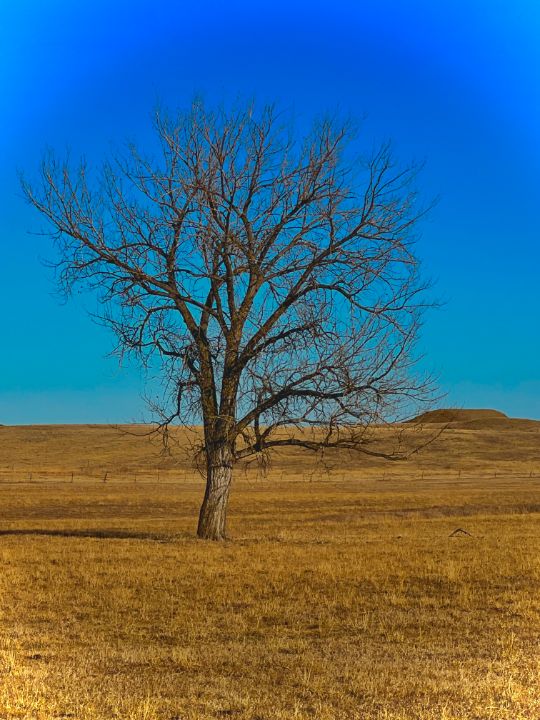 Prairie Tree - David R. Bedingfield - Photography, Flowers, Plants ...