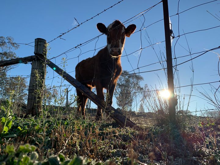 Calf says good morning - Eb’s ArtWôrk - Photography, Animals, Birds ...