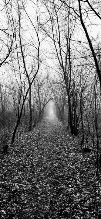 into the unknown - Nature's wonders - Photography, Landscapes & Nature, Forests, Boreal ...