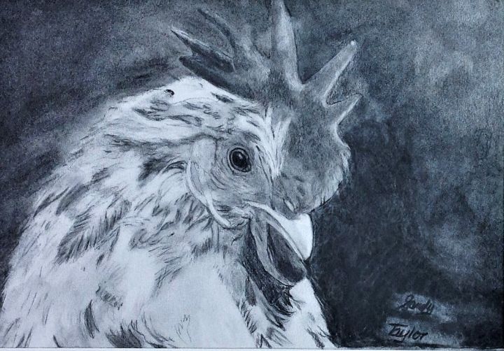 Cockerel - Art by Sandy Taylor - Drawings & Illustration, Animals ...